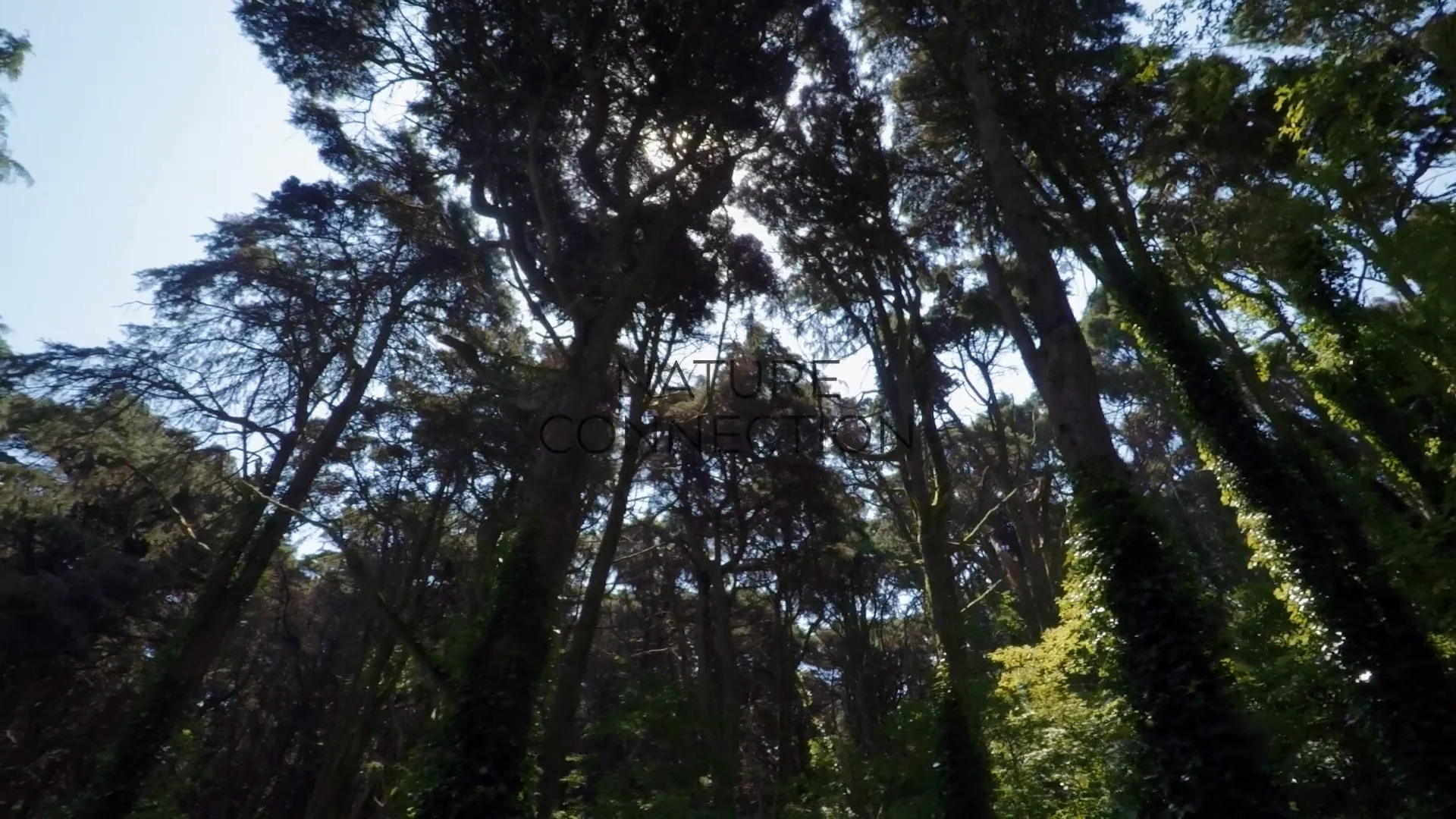 Welcome to Renature. Welcome to the Forest on Vimeo