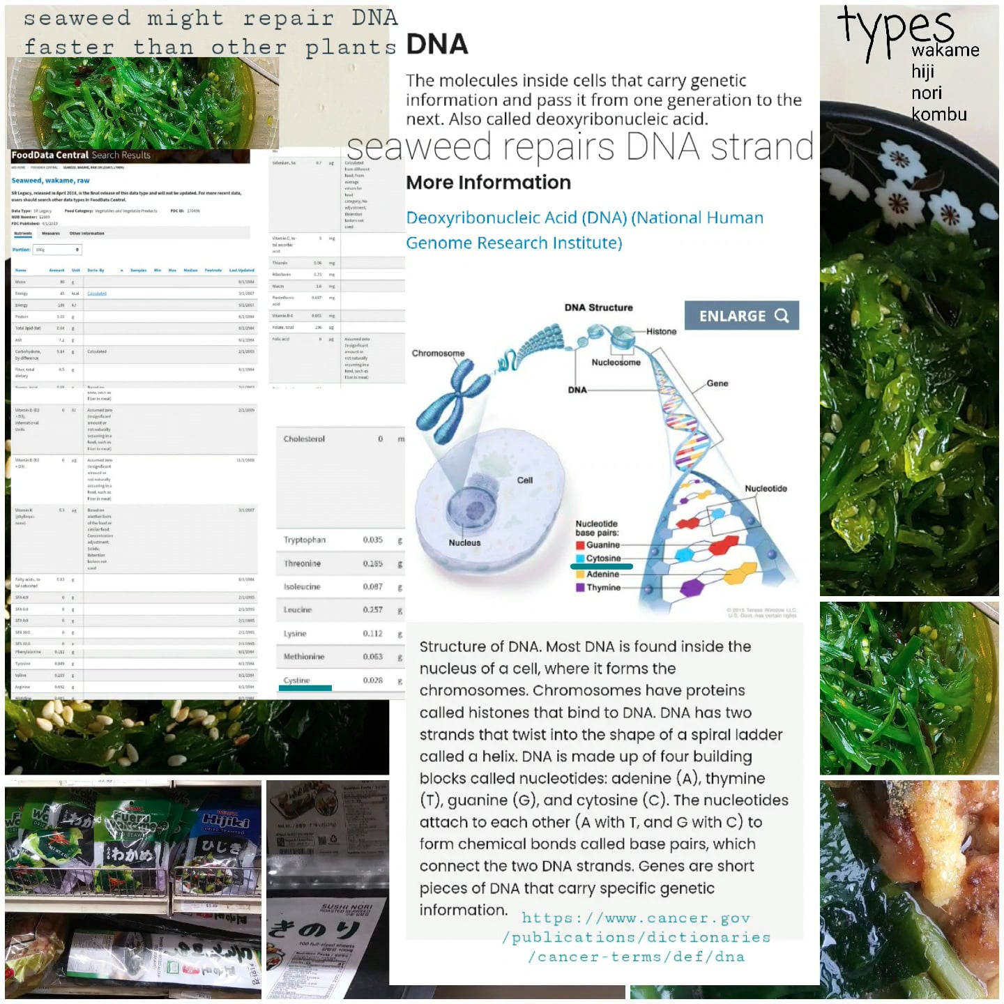 Seaweed repairs DNA. on Vimeo