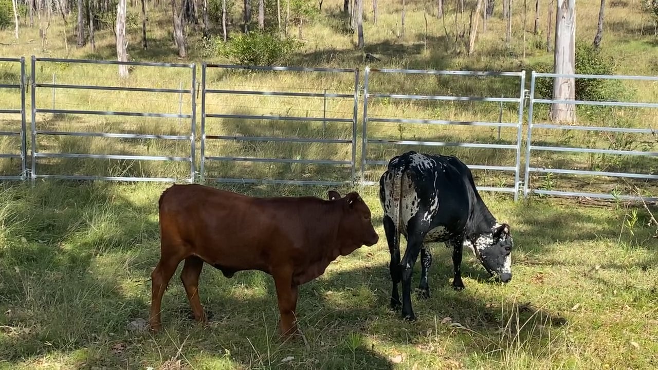 Tamelekie & Tosca Video 2 on Vimeo