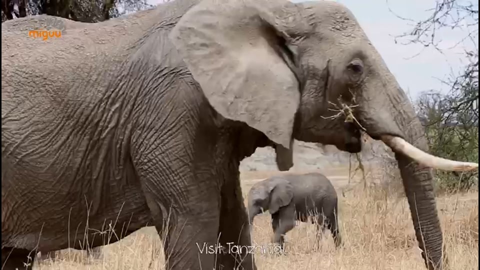Miguu Expeditions - African Safari Adventure