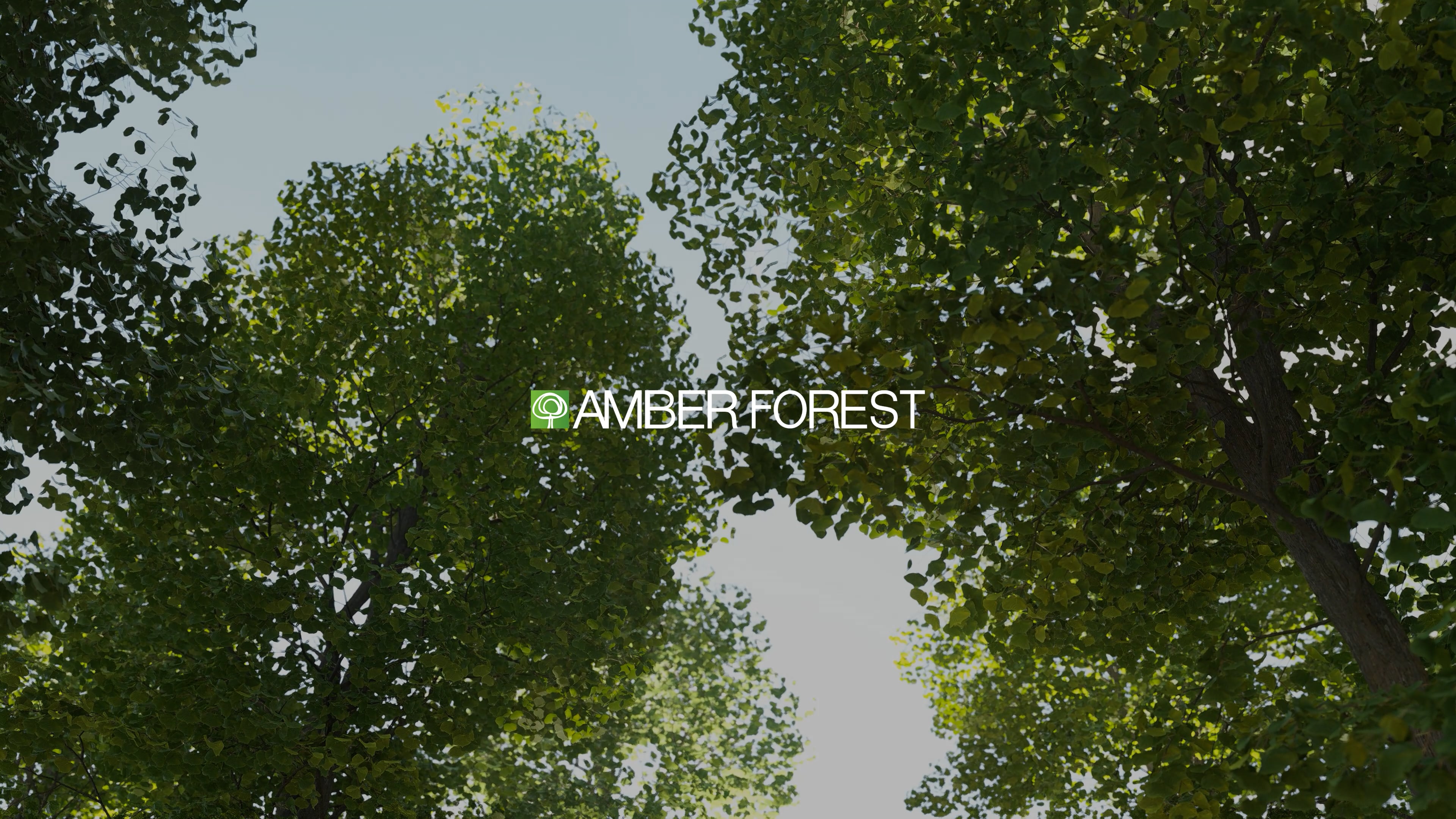 AmberForest Agora 2023 on Vimeo
