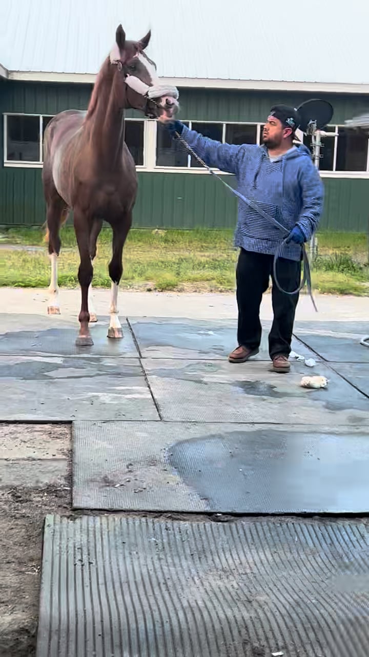 Rumint (Munnings - Humint) on Vimeo