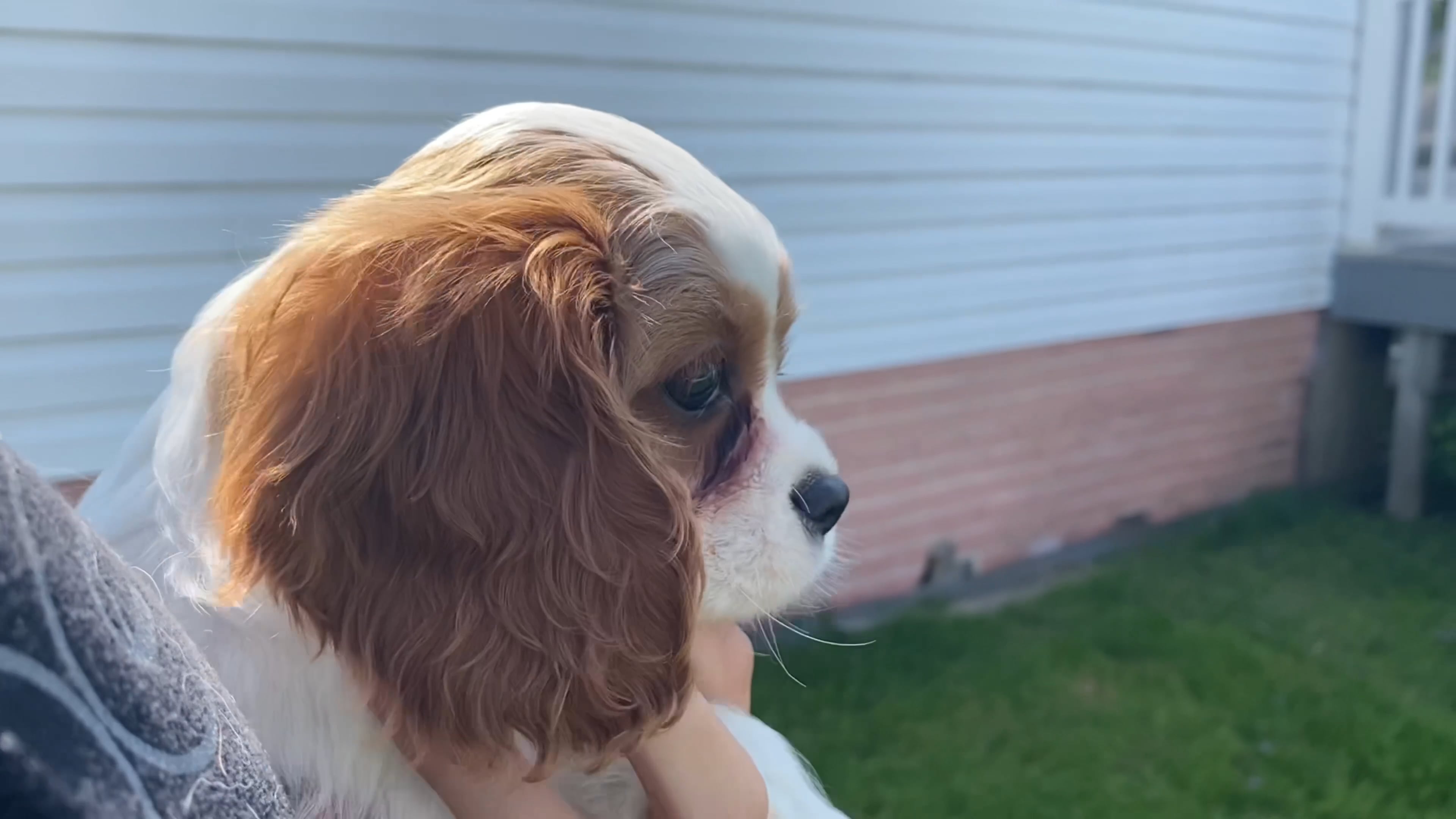 Mr Dylan The Cavalier on Vimeo