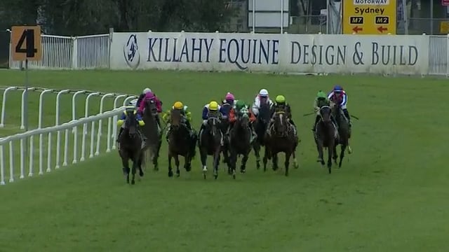 Flying Artie - Stallion | Breednet