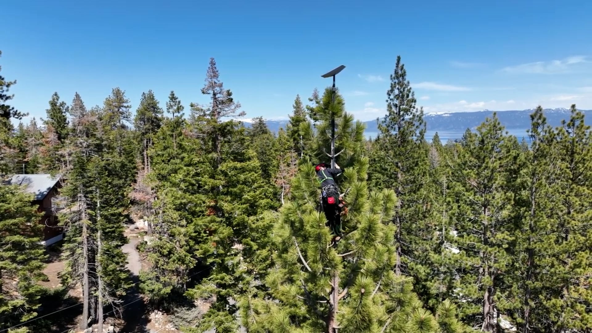treedishy.com - Starlink Tree, Treetop Satellite