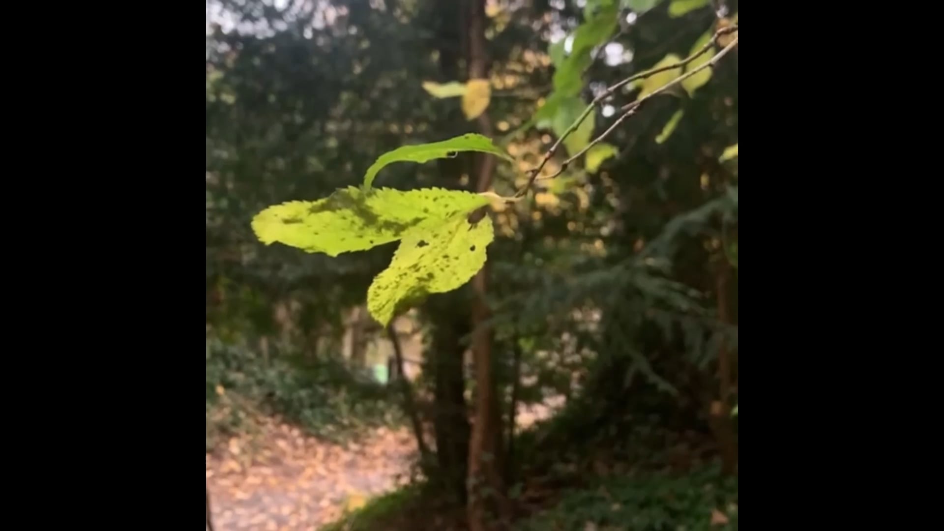 forest film on Vimeo
