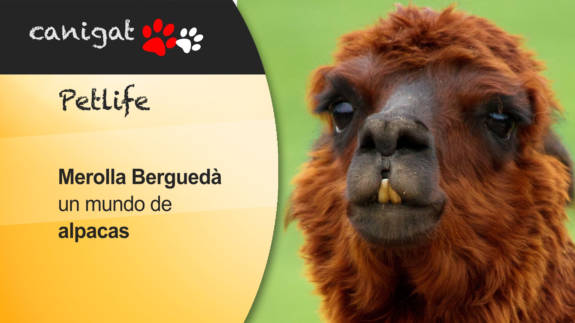 Merolla Berguedà, un mundo de alpacas on Vimeo