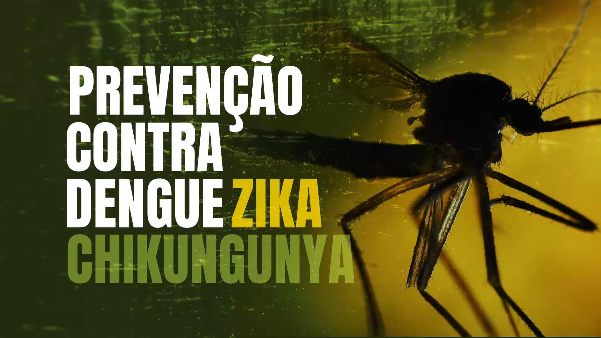 CUIDADOS CONTRA A DENGUE - FULL HD on Vimeo