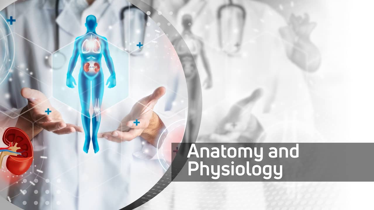 24 - A&P Anatomy and Physiology on Vimeo