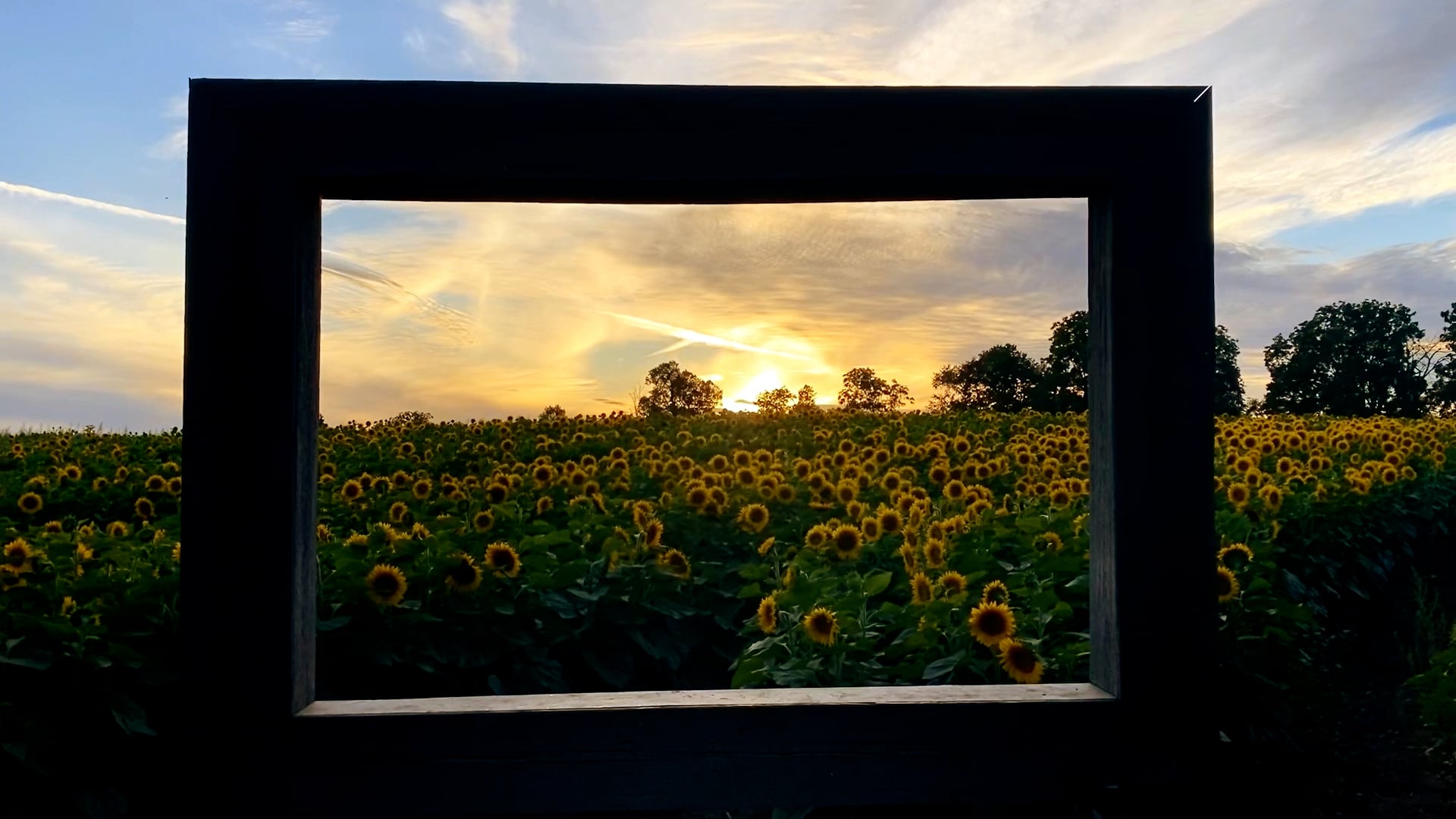Dixie Orchards - Pick Your Own Apples, Pumpkin Patch