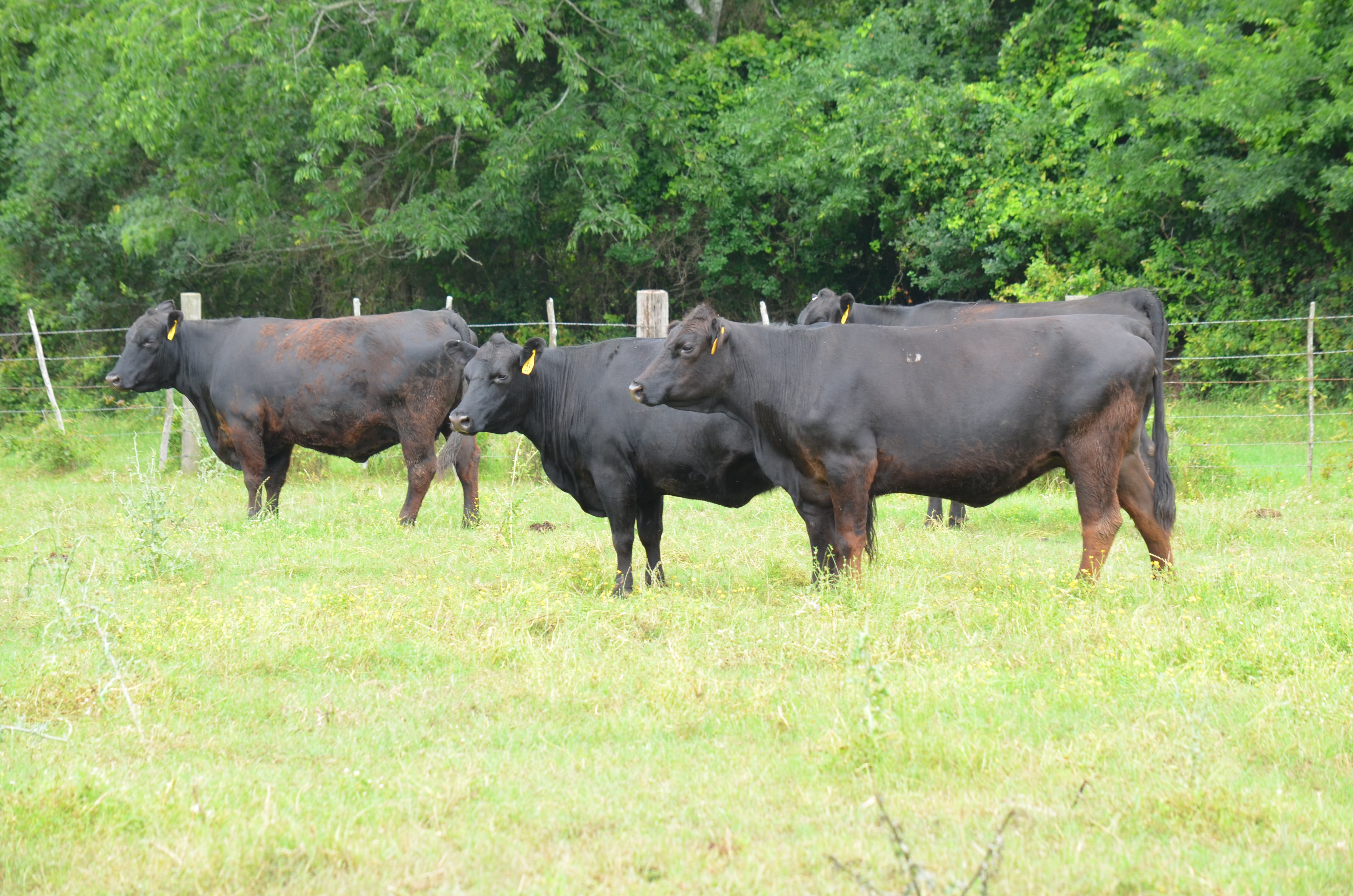 Fall Calving Angus Cows on Vimeo