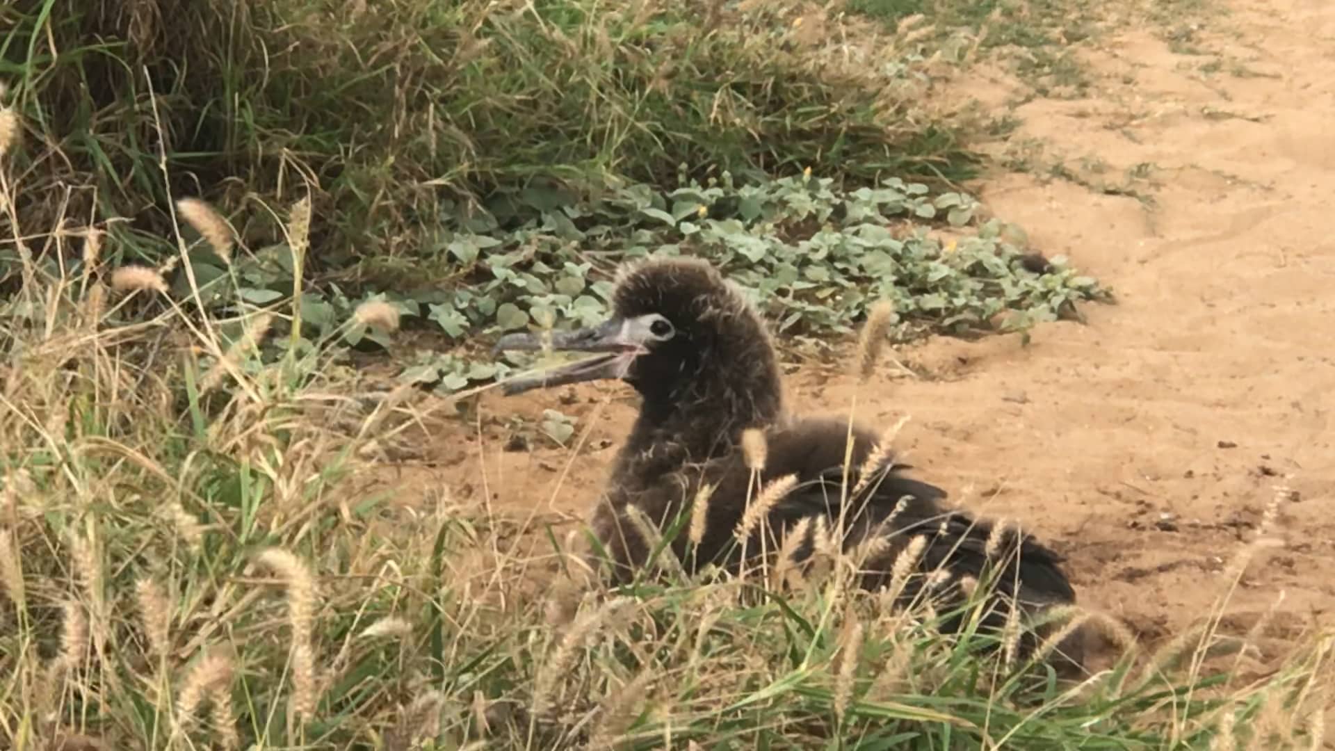 Albatross Baby on Vimeo