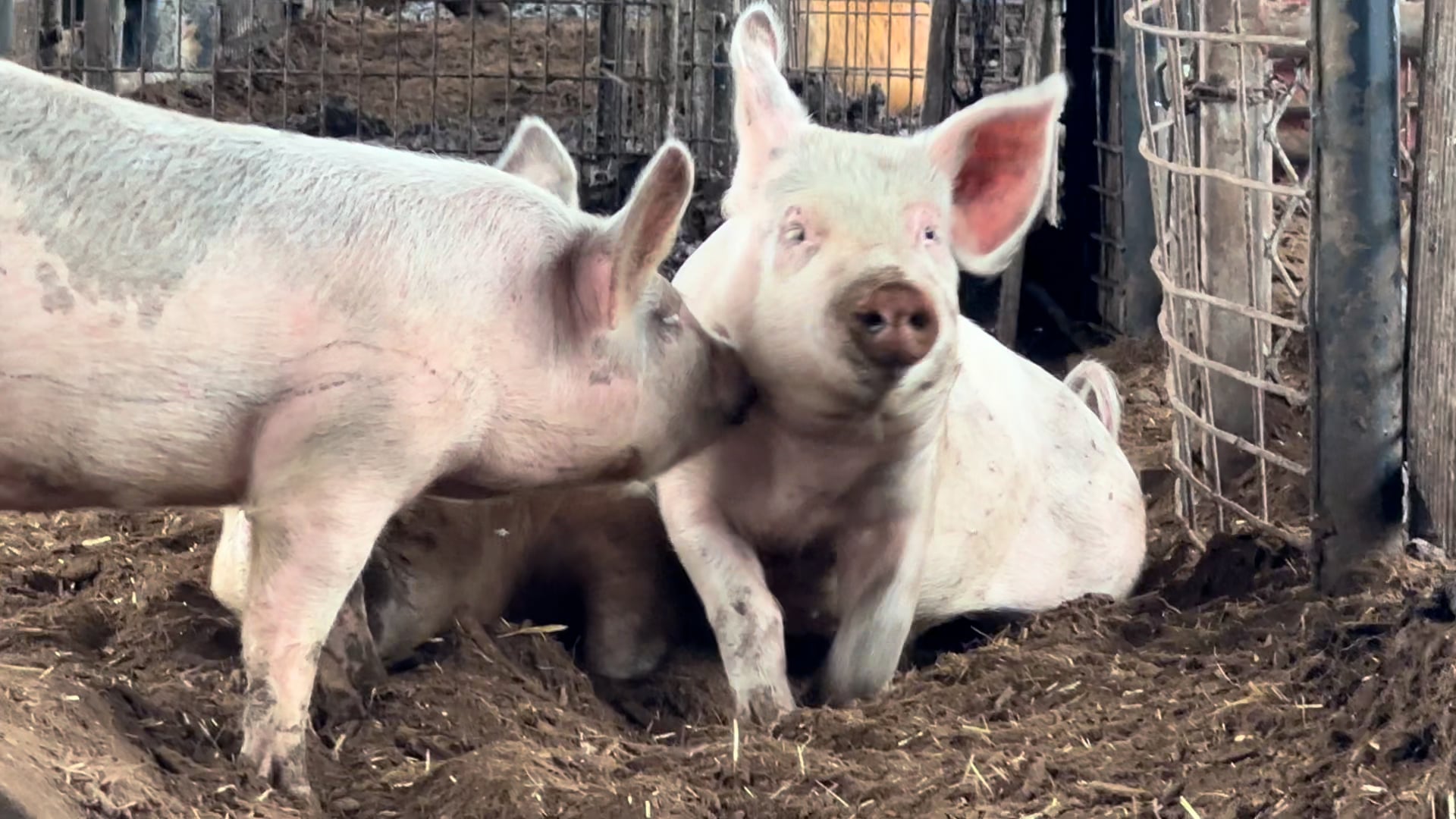 Big Island Hog Farm - Big Island Hawaii, Pigs, Livestock Dealer