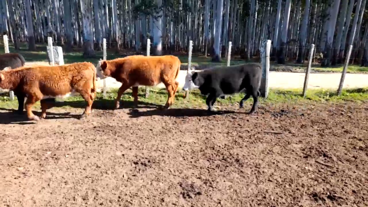 Pablo Llanos - 091 on Vimeo