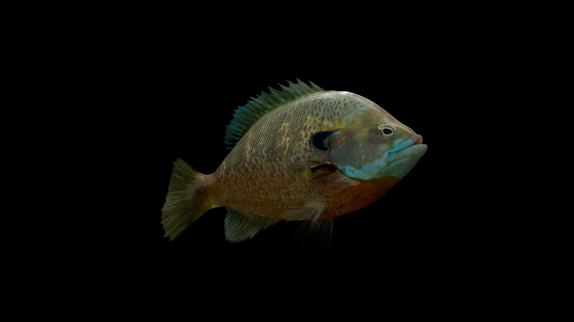 Animated Bluegill Fish 3D Model on Vimeo