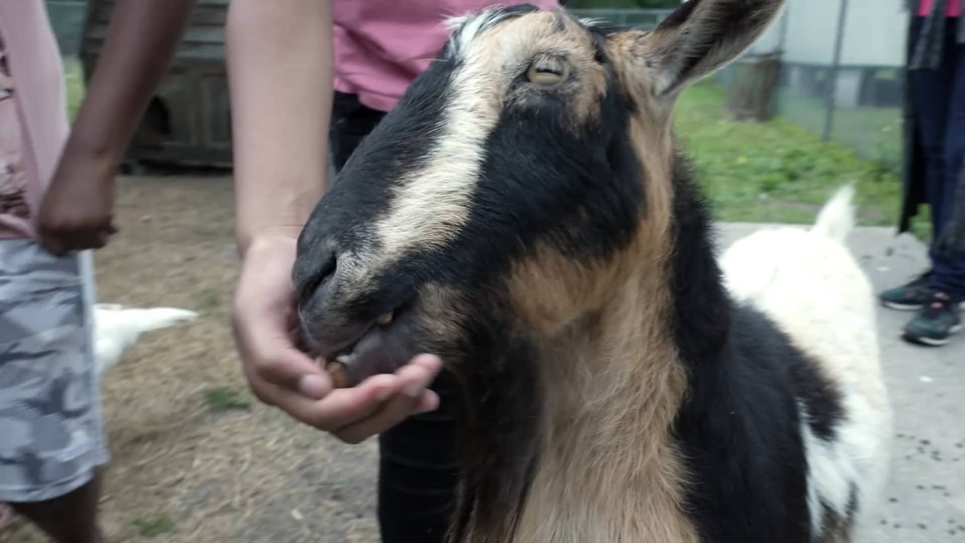 Louis S. Sheffield Elementary School on Vimeo