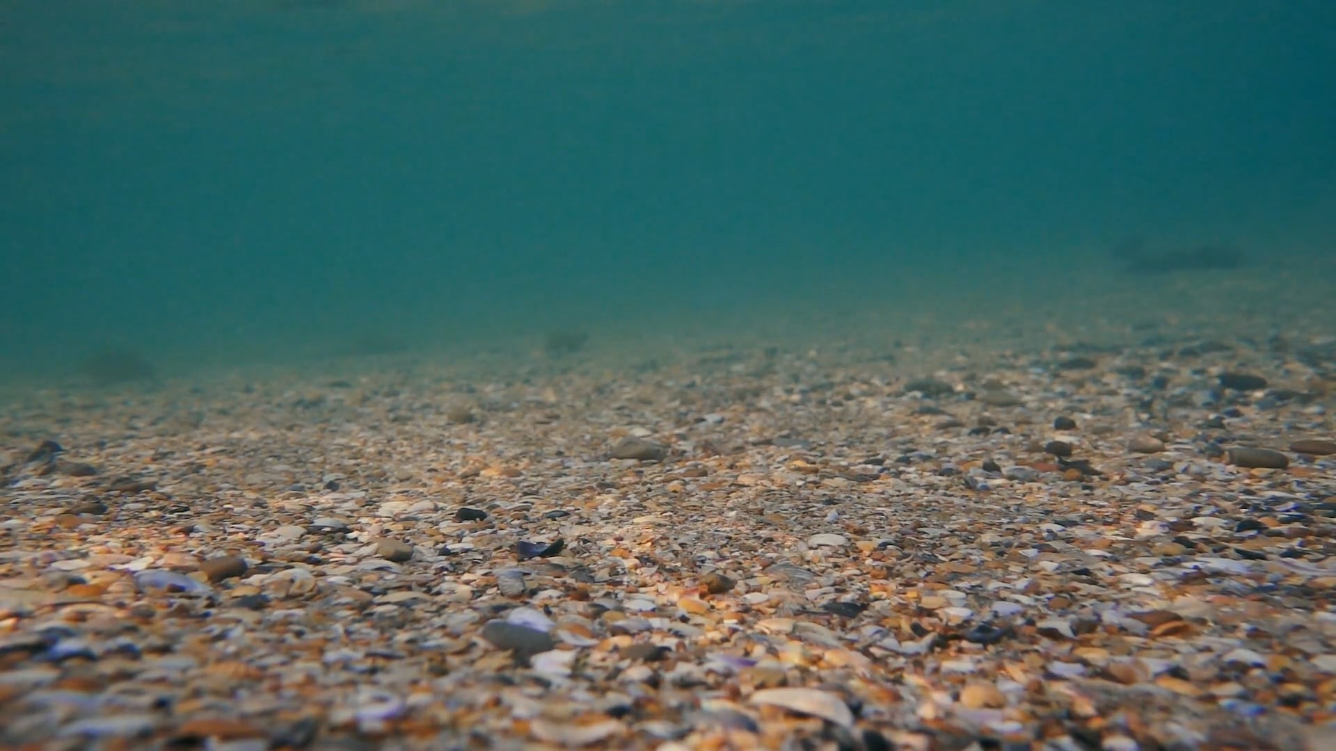 Watch deep sea wonders Online | Vimeo On Demand on Vimeo