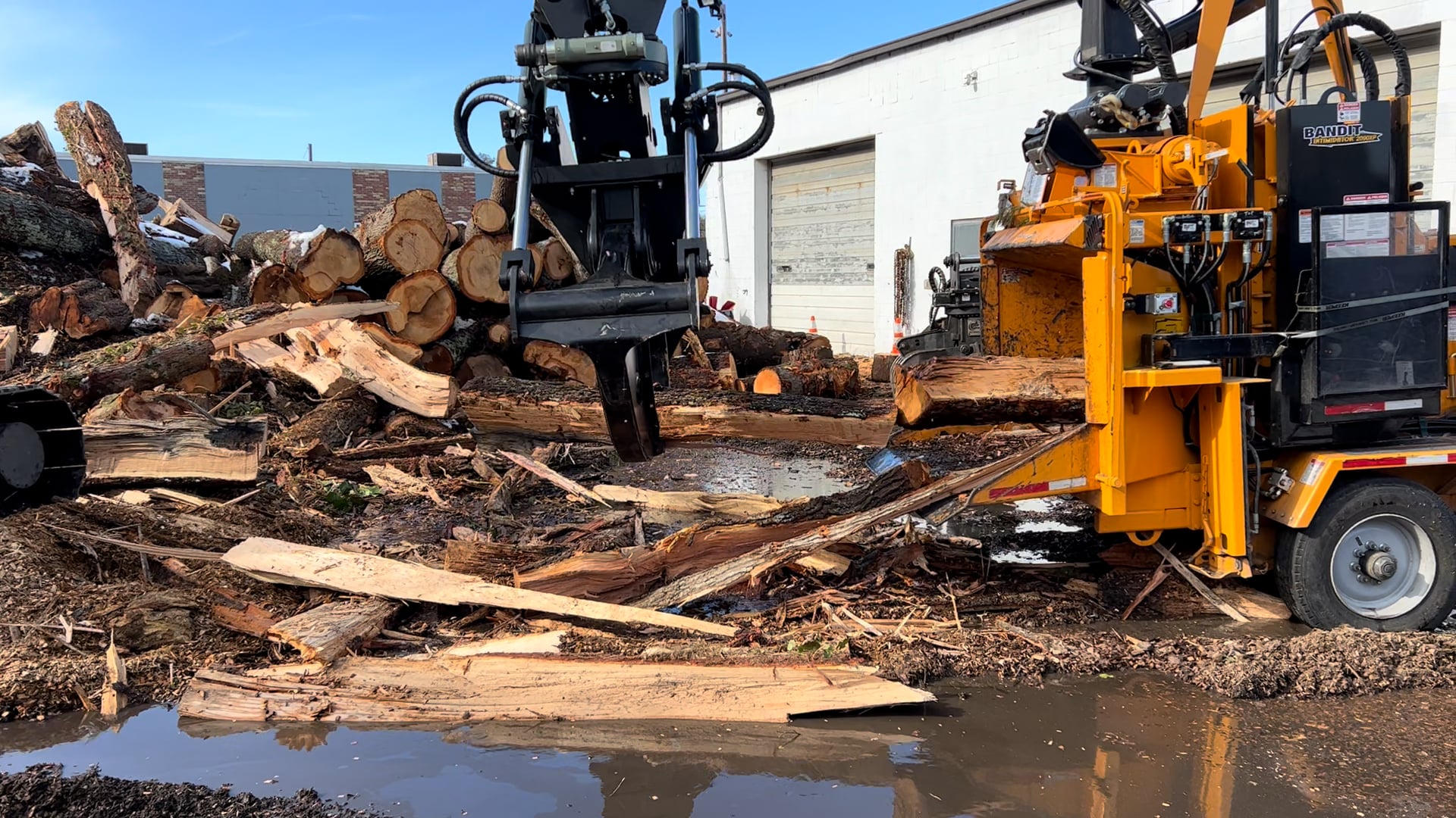 Tree shear bideo on Vimeo