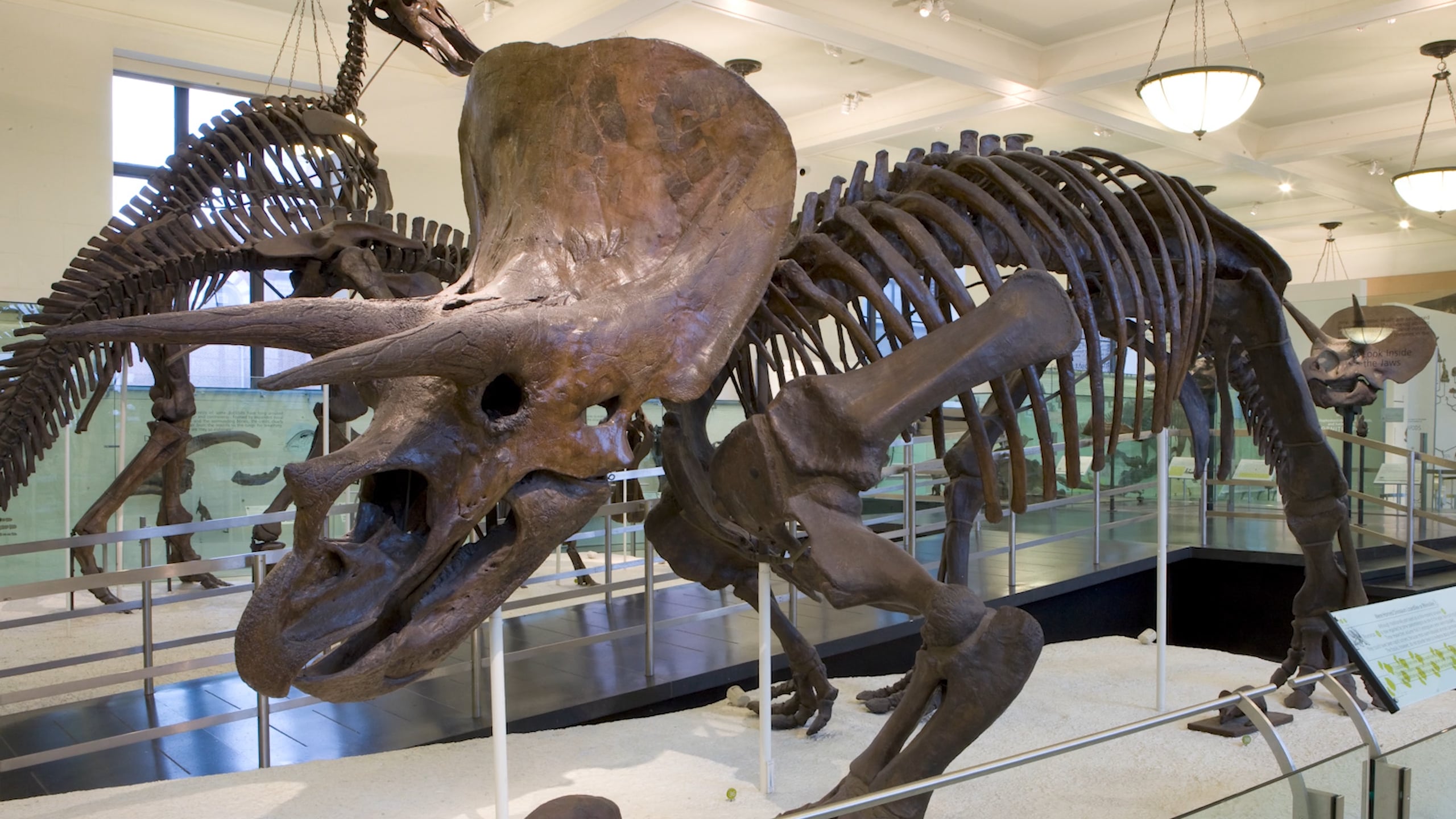 Dinosaurs: Introduction to Week Two on Vimeo