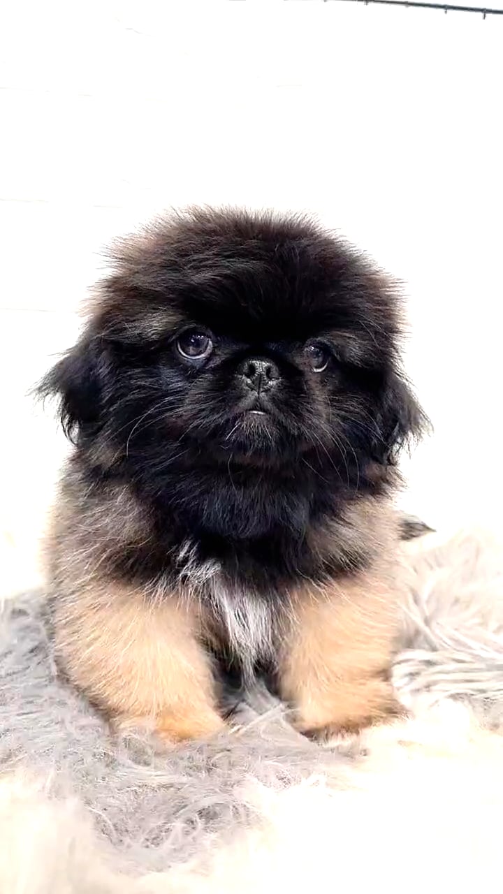 MP Sable Pekingese Puppy (Female) For Sale 1 on Vimeo