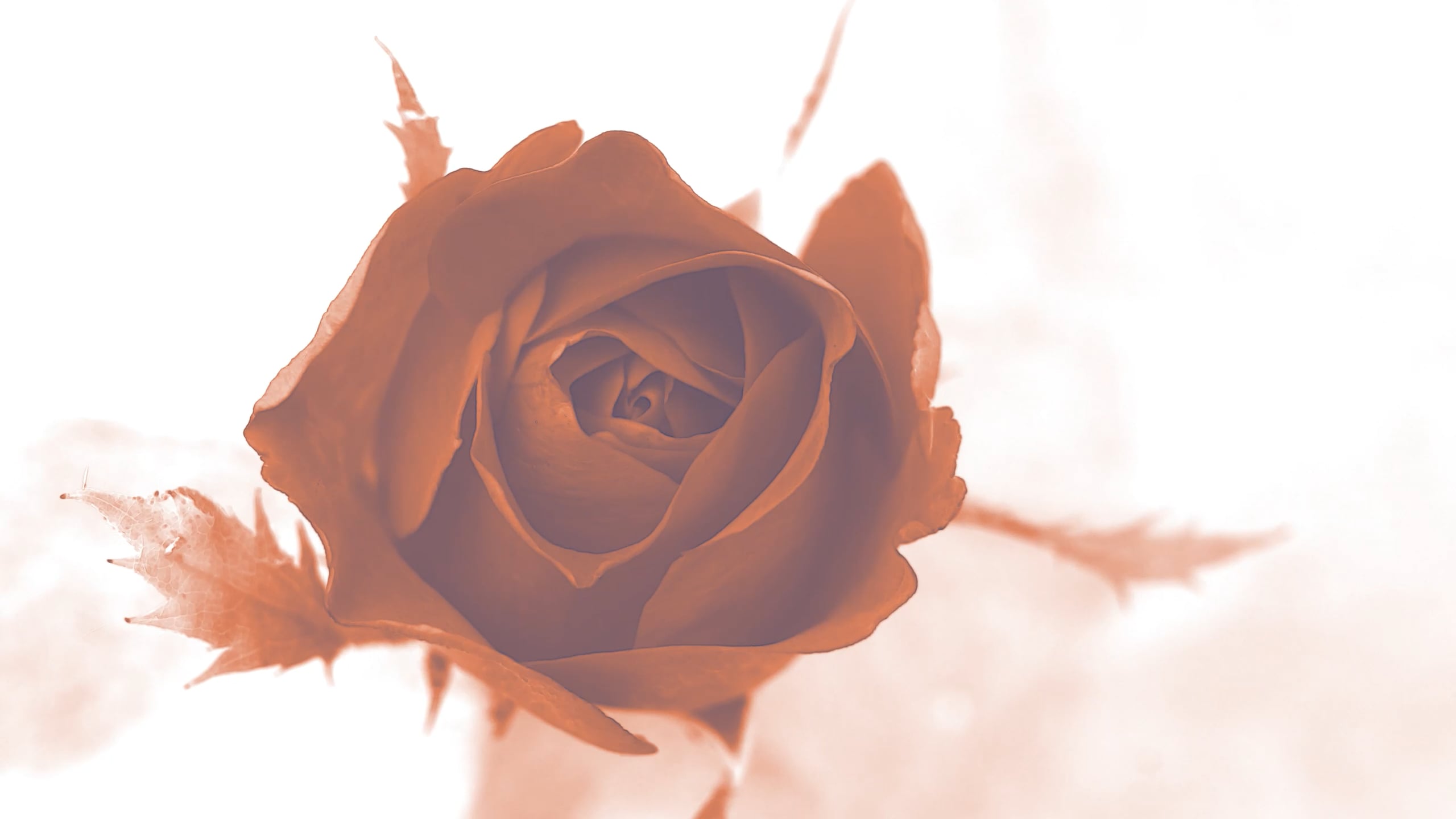 blooming-flower-pink-2021-10-21-04-15-44-utc_2 on Vimeo