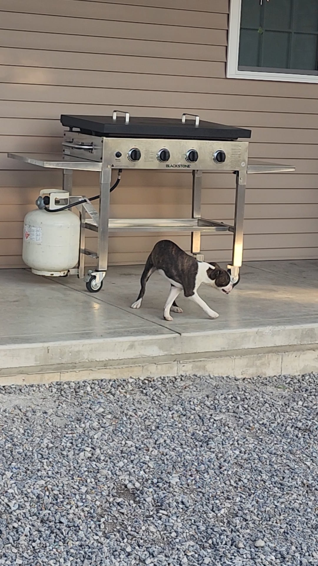 Aleah - Boston Terrier puppy for sale on Vimeo