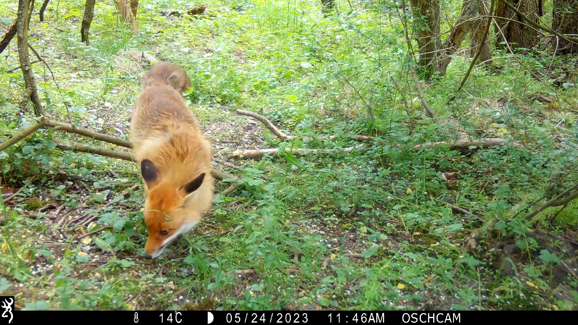 fuchs