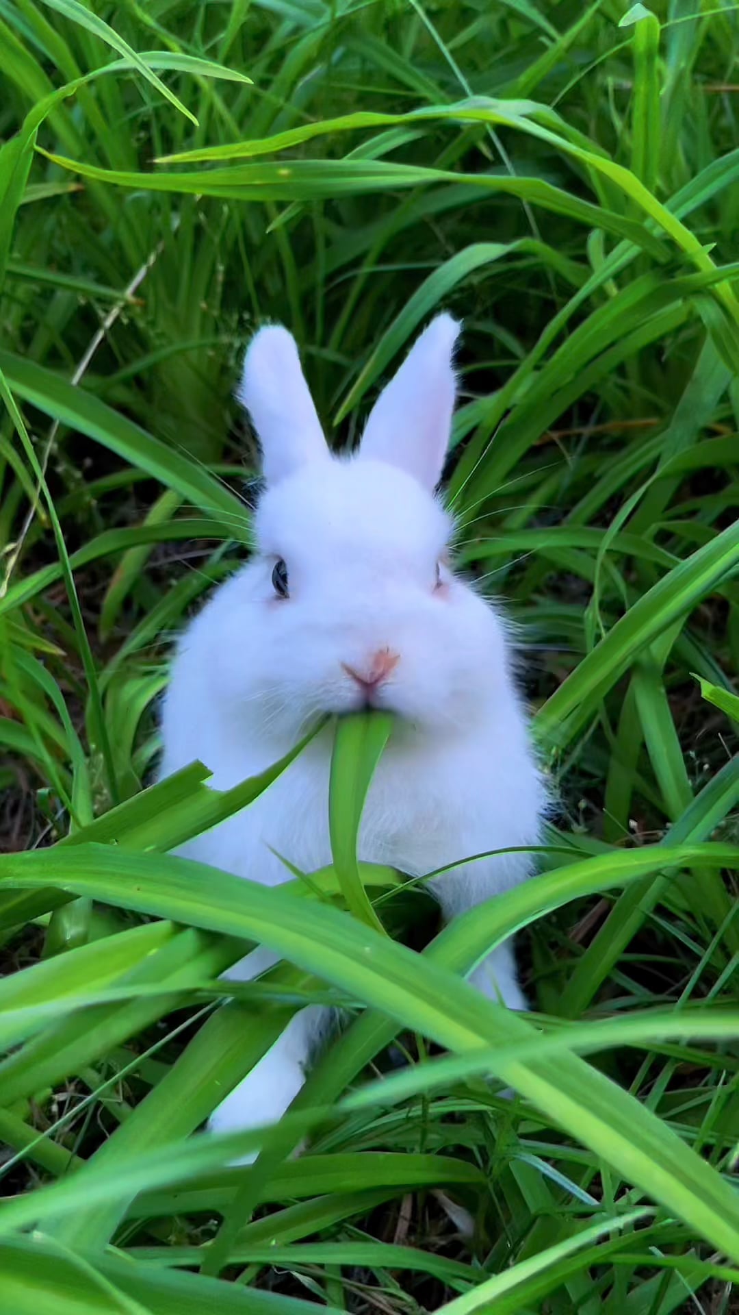 Cute rabbit on Vimeo