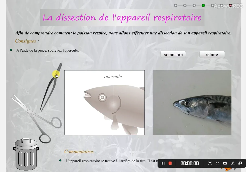 5e_dissection virtuelle_ branchies poisson