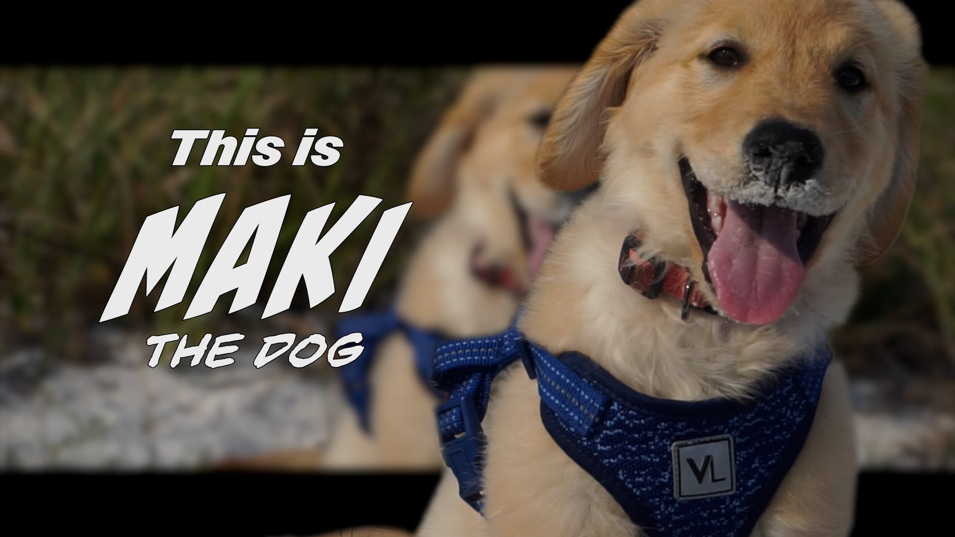Maki, the dog on Vimeo