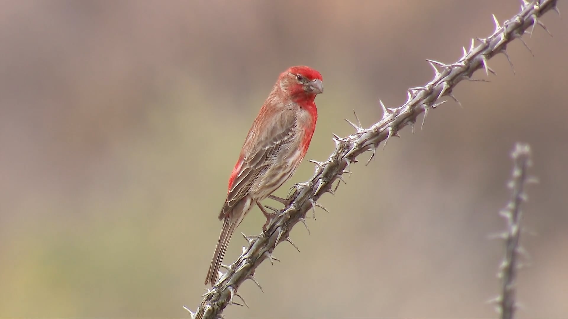 Storm Warning on Vimeo