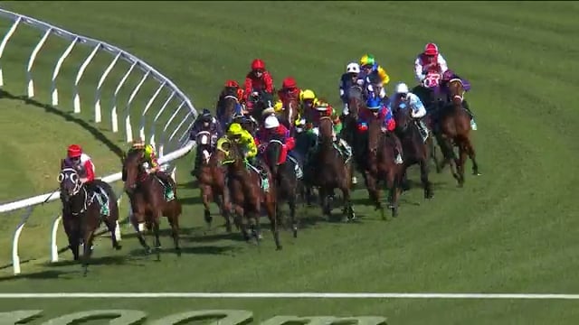 Shalaa - Stallion | Breednet