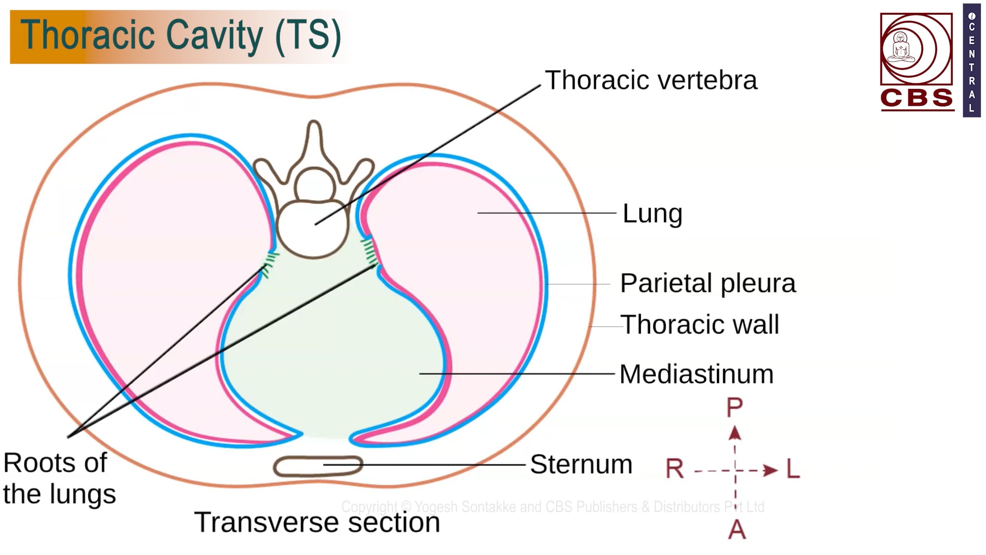 Figure 7.1 Transverse section of thoracic cavity showing lungs, pleura ...