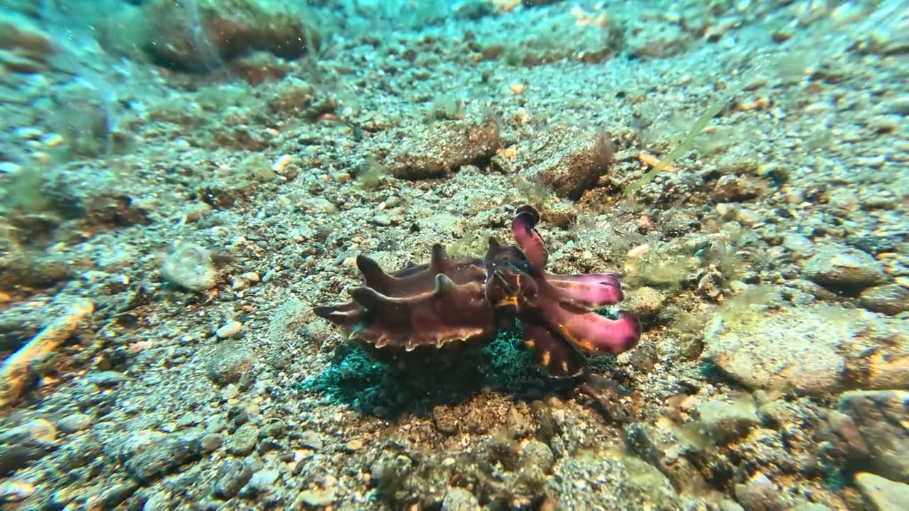 Little Lembeh, Sogod Bay - 24 Mar 2023 on Vimeo
