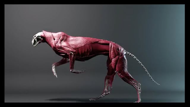 Short Creature Demo - Muscle Sim on Vimeo