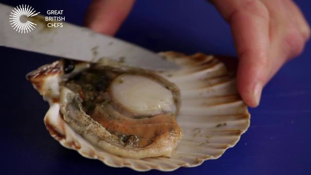 How to open a scallop on Vimeo