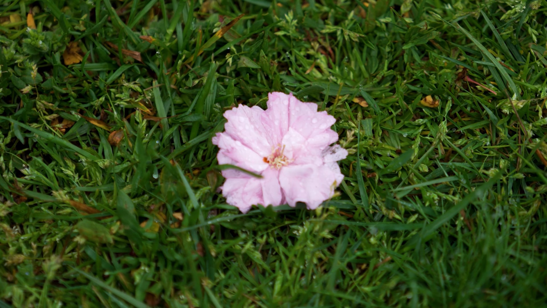 Watch Movement Online | Vimeo On Demand on Vimeo