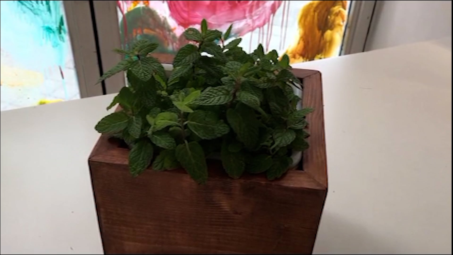 Interactive Plants - Creartys on Vimeo