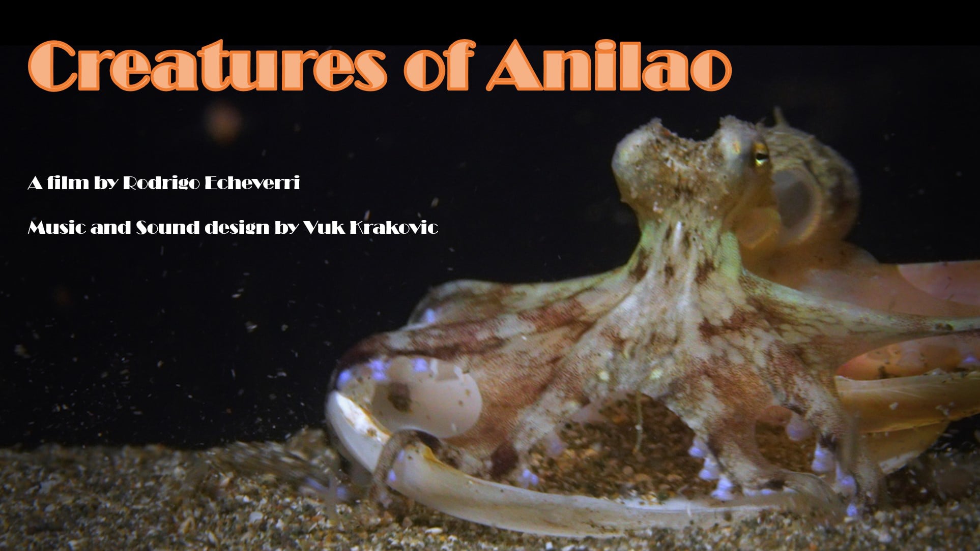 Creatures of Anilao - short on Vimeo