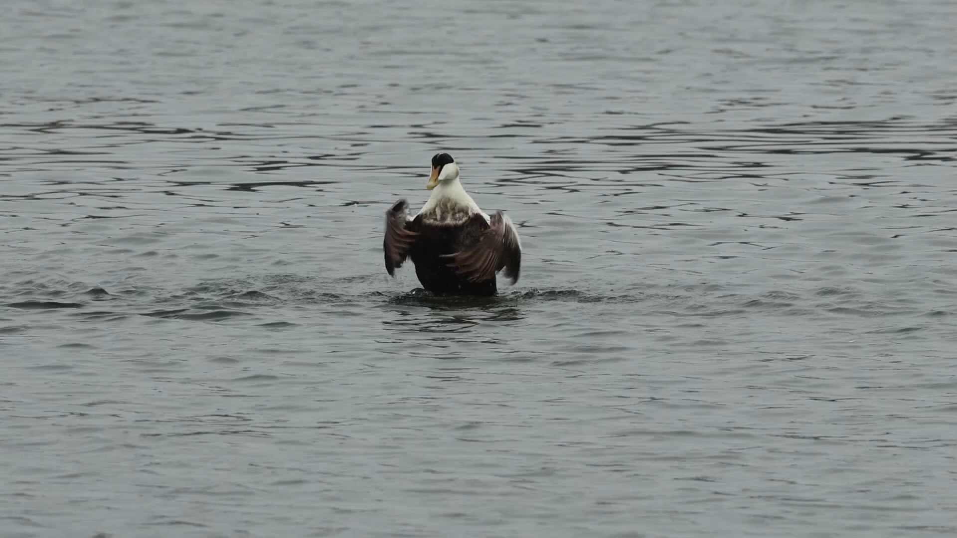 Êider_Somateria mollissima_RNLED_2023-05-30_F.Pires on Vimeo