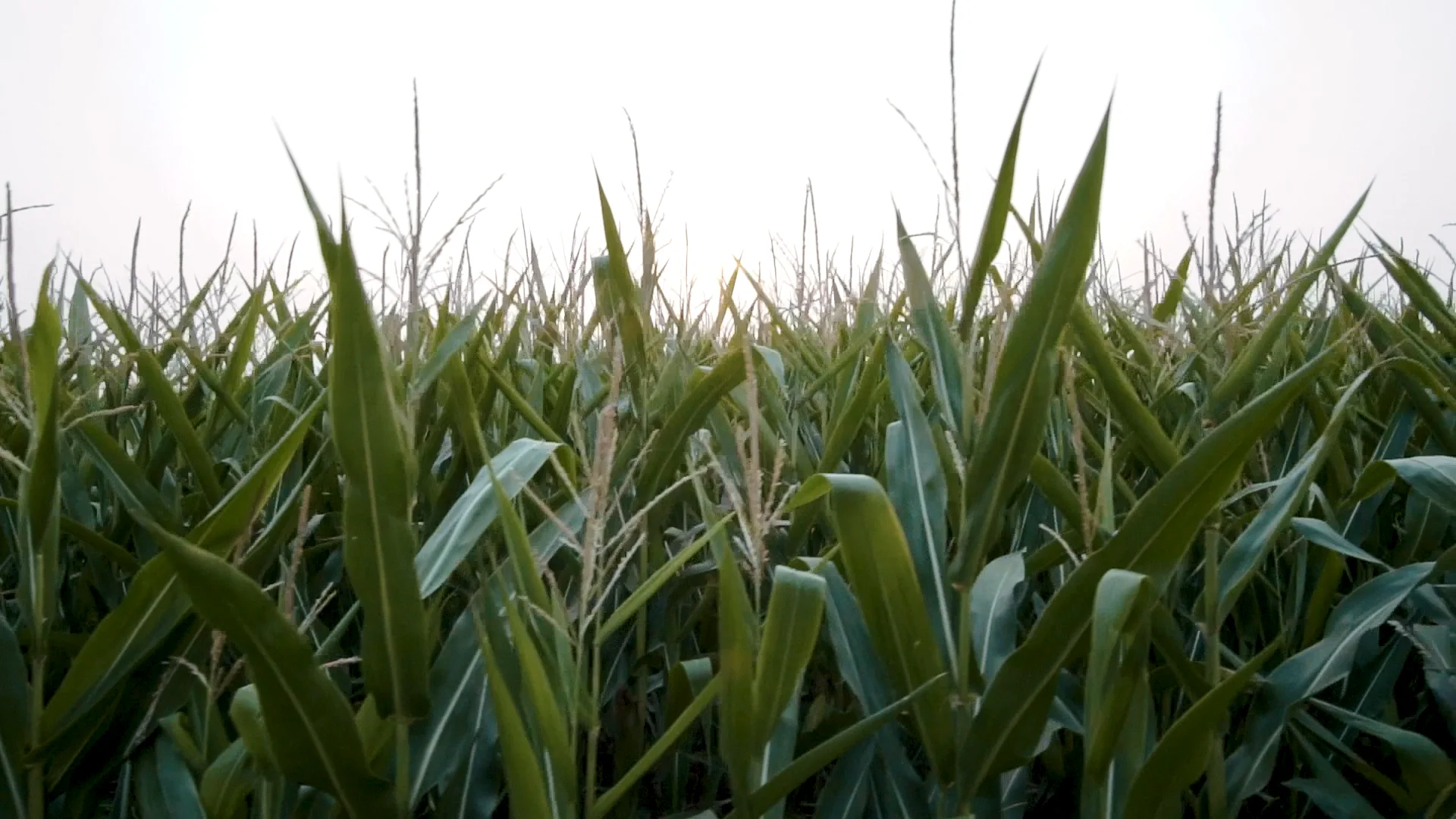 Harlow Summer 2023 v1