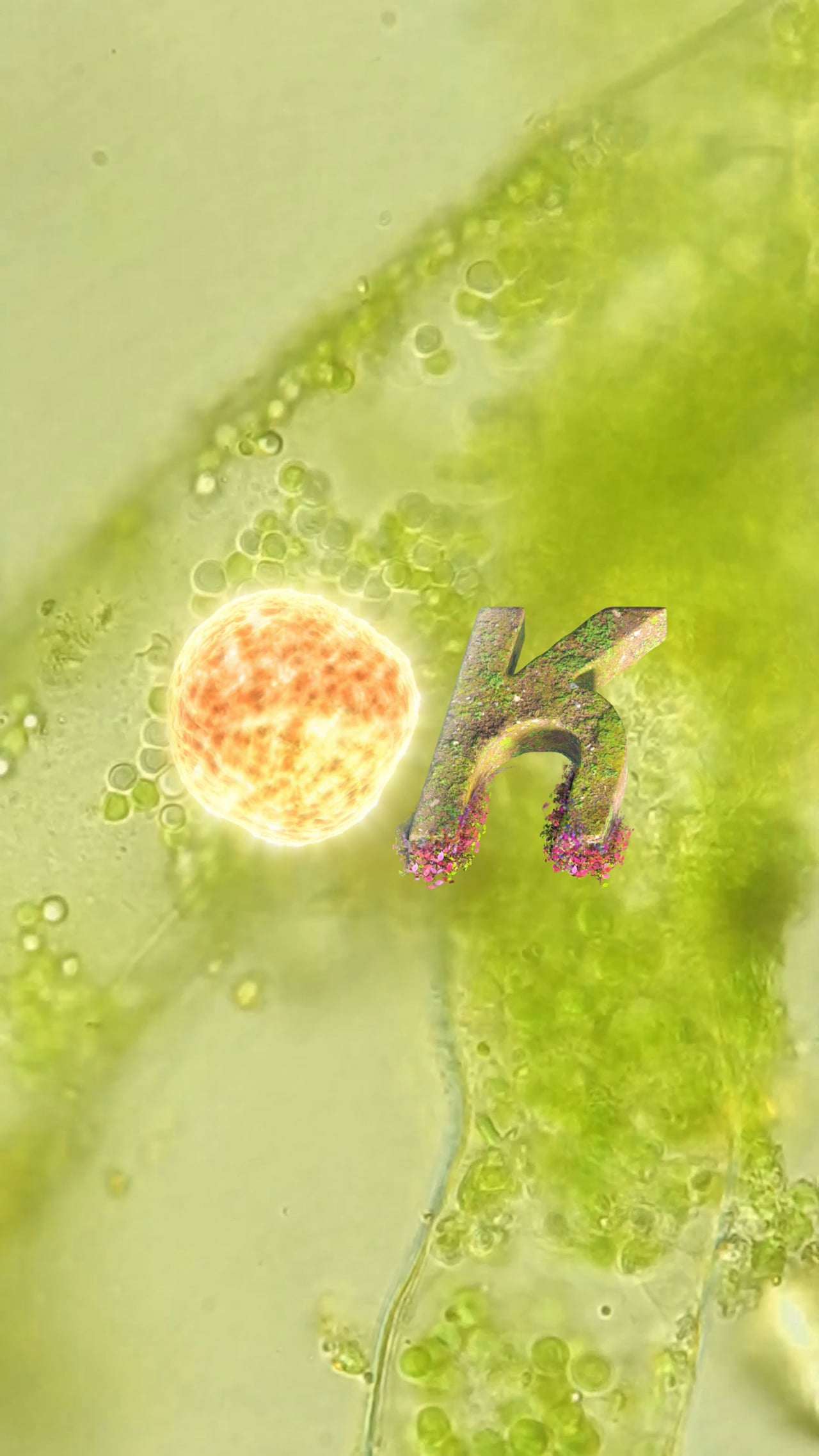 Weird Pickle — IIW