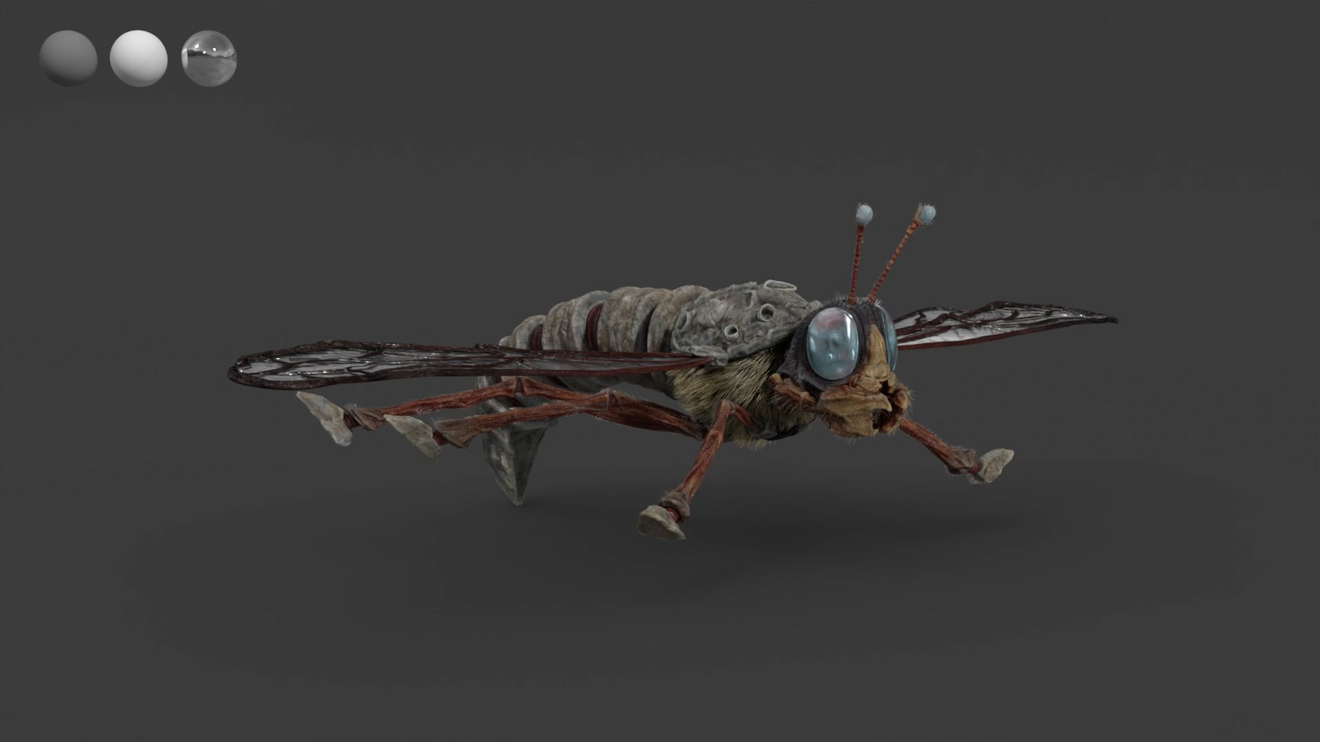 Microcosmos - Vespula petra : Turn All on Vimeo
