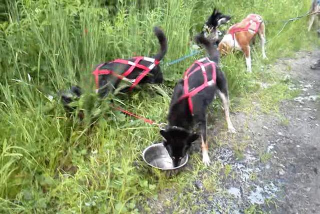 Lama, Swimming in a water bowl ... on Vimeo