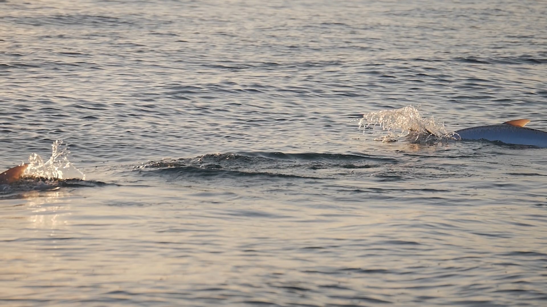 Bean Sportfishing - Charter Fishing, Videos