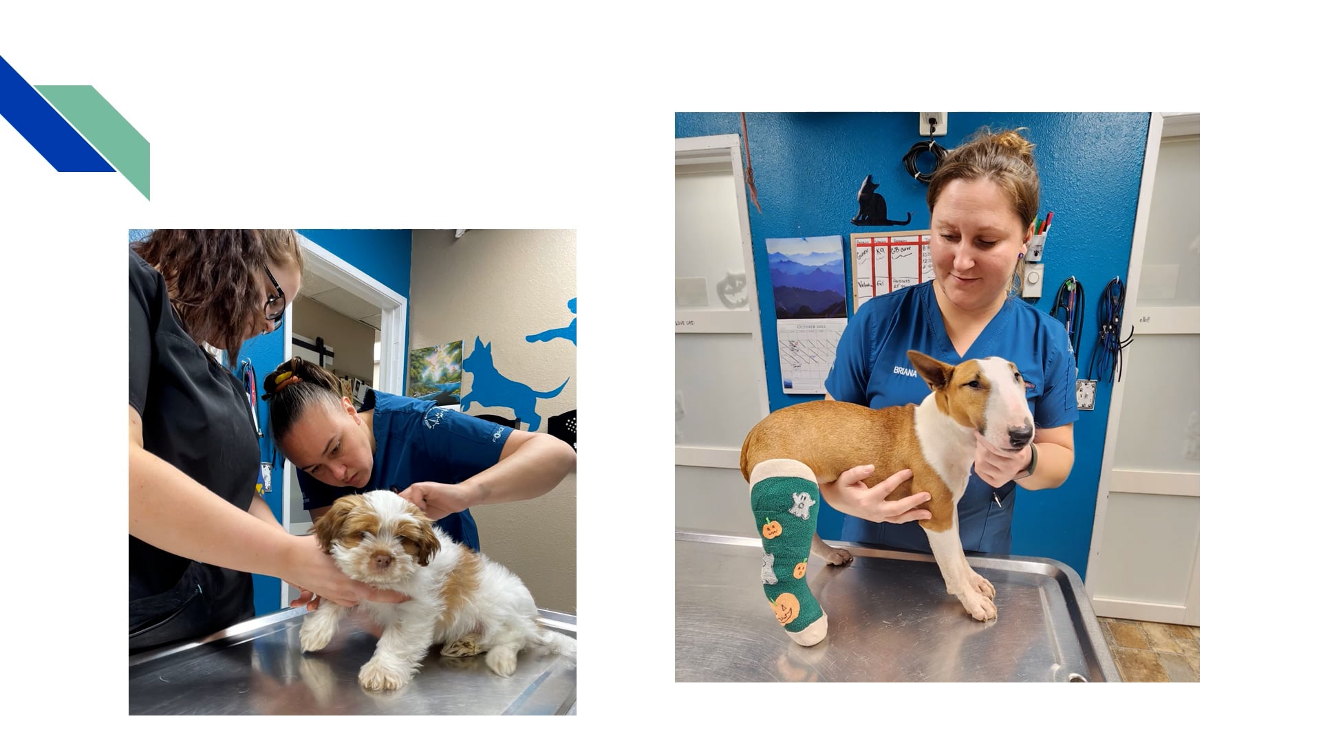 Veterinarian - Myrtle Veterinary Hospital