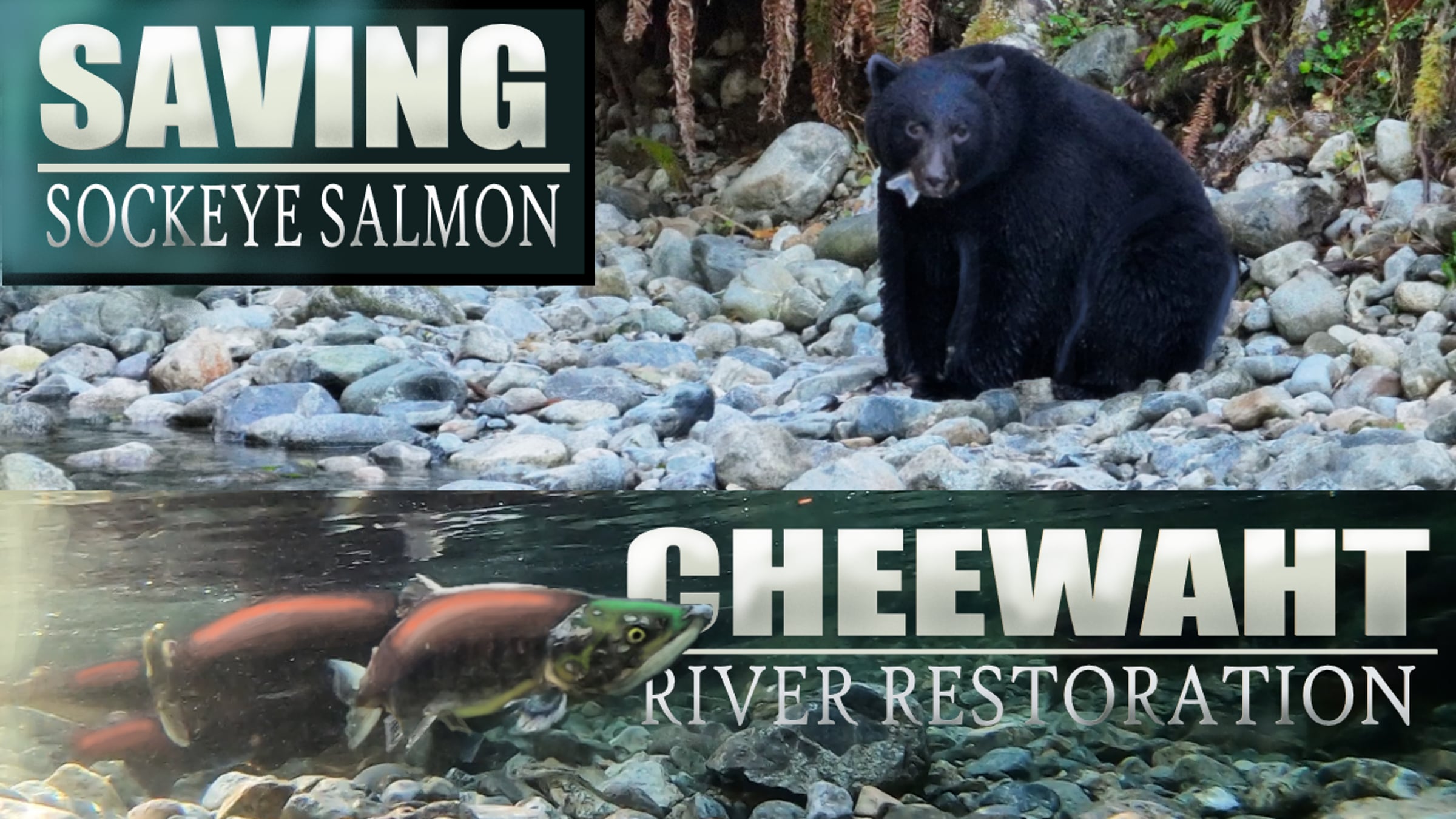 Saving Sockeye Salmon | River Restoration | Ditidaht First Nation, B.C ...