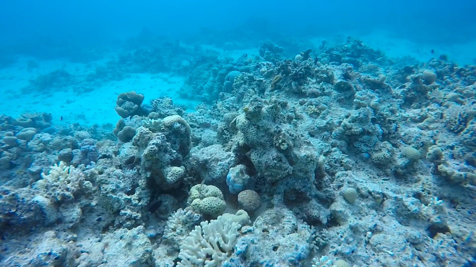 First scuba diving in NEOM on Vimeo