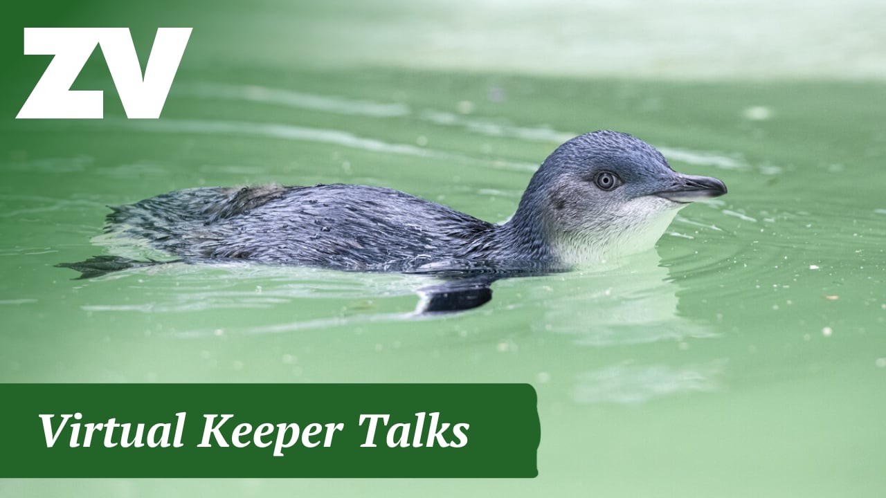 Penguin Keeper Talk at Melbourne Zoo on Vimeo