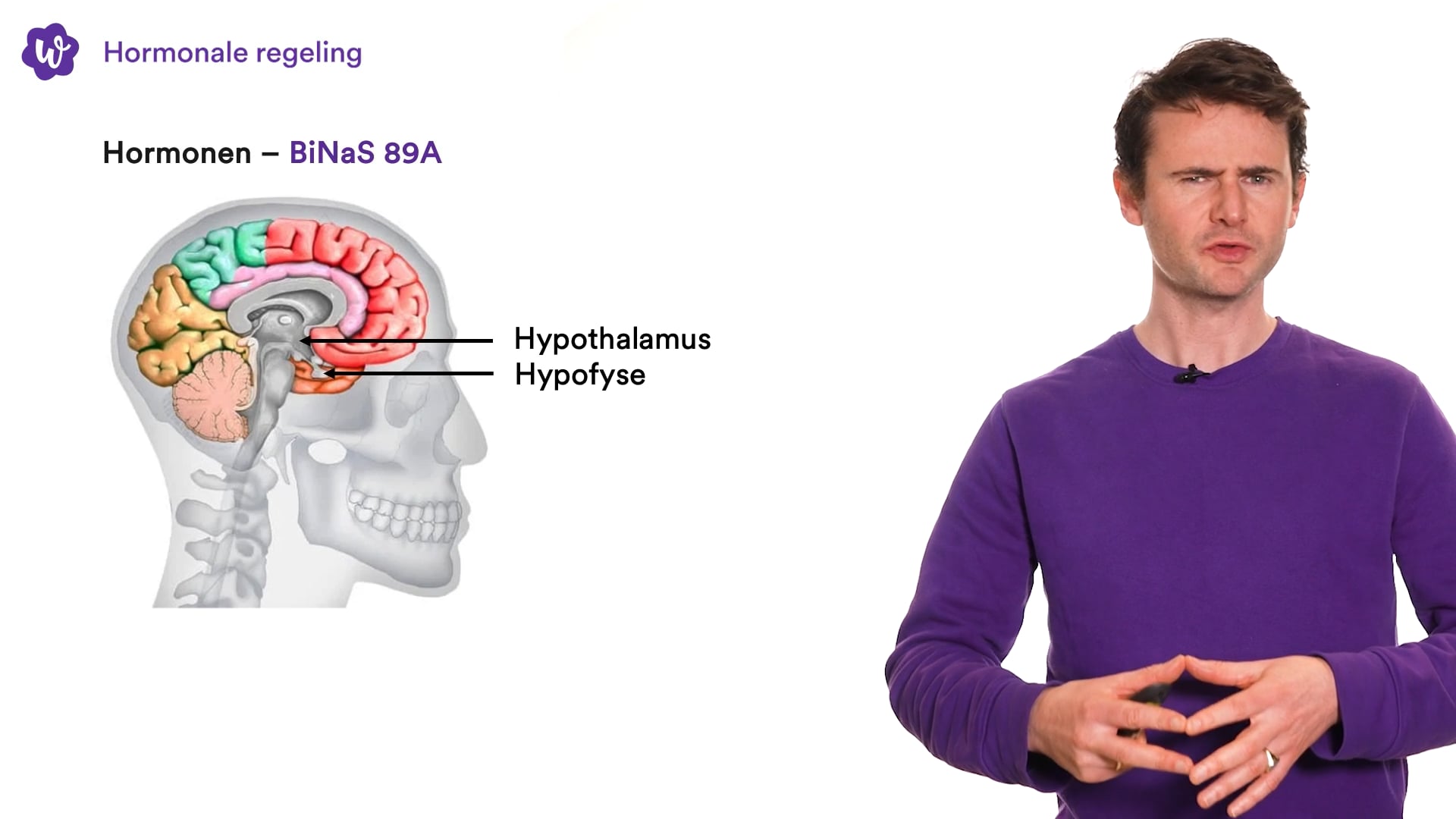 Hormonale regeling | StudyGo